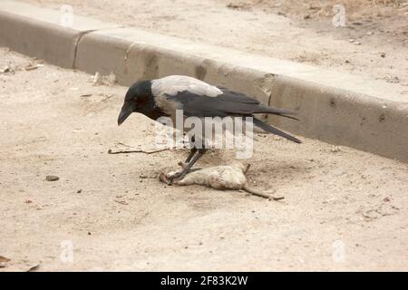 Gray crow (Corvus cornix) eats walnut-tree; walnut (Juglans regia ...