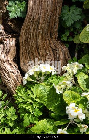 Buddleja davidii Harlequin Stock Photo - Alamy