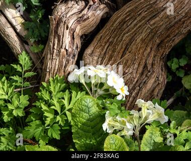 Buddleja Davidii Harlequin Stock Photo - Alamy