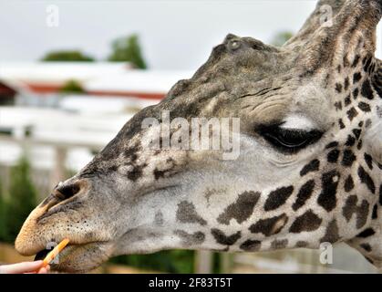 Giraffe eating carrot from child's hand in the zoo Stock Photo - Alamy