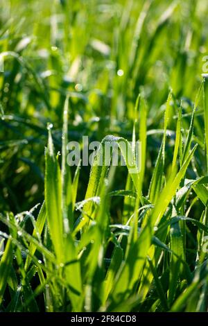 Grain, grain field, young plants, wet Stock Photo - Alamy