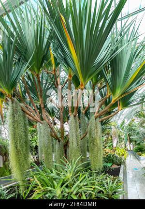 The Pandano, Pandanus utilis, is a tropical tree. Native to Madagascar ...