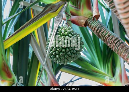 The Pandano, Pandanus utilis, is a tropical tree. Native to Madagascar ...