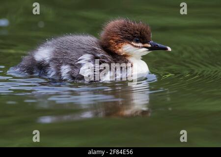 Smew (Mergus merganser), chick, Germany Stock Photo - Alamy