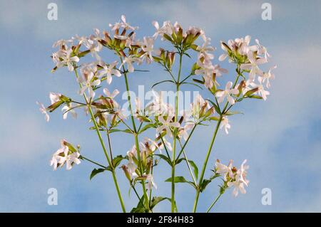 Soap Root (Saponaria officinalis), Soapwort, Soaproot, Waxroot, Common ...