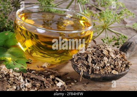 Genuine angelica, cup of angelica root tea, medicinal angelica ...