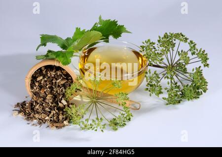 Genuine angelica, cup of angelica root tea, medicinal angelica ...