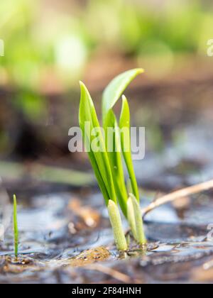 Sprouting wild garlic after spring rain shower Stock Photo - Alamy