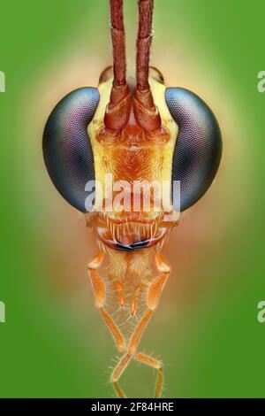 Ophion obscuratus (Ophion obscuratus), portrait of an ichneumon wasp ...
