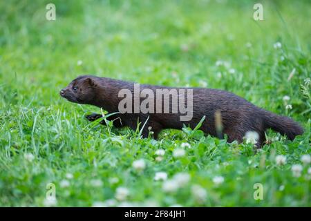 A side view of a wild European mink, running along the quay Stock Photo ...