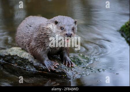 Adult Eurasian otter (Lutra lutra) out of water, Stamford Lincolnshire ...