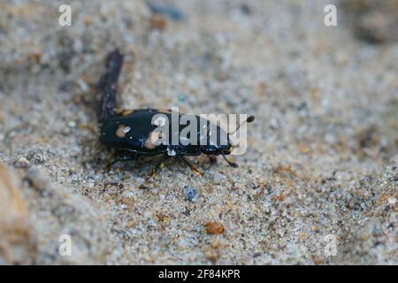 Four-spotted Sap Beetle (Glischrochilus quadrisignatus Stock Photo - Alamy