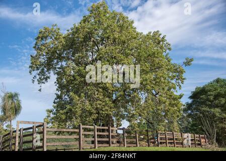 Centenary tree of Úmbu (Phytolacca dioica) and in the background the ...