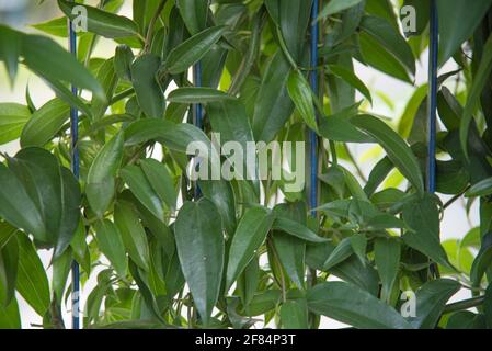 Hedge of Guaco leaves or witch's weed (Mikania glomerata Spreng ...