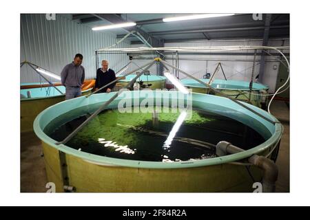 Scottish Sea Farms’ Salmon hatchery building during construction at ...