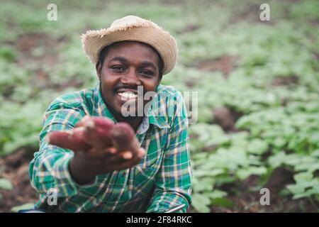 African farmer man holding fresh sweet potato at organic farm with ...