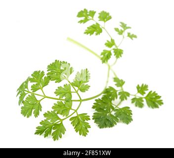 Fresh Chervil sprig isolated on white background Stock Photo - Alamy