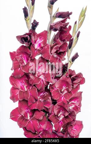 Summer flowering spikes of the half hardy evergreen sub shrub ...