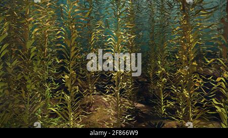 kelp forest, giant brown algae seaweed Stock Photo - Alamy