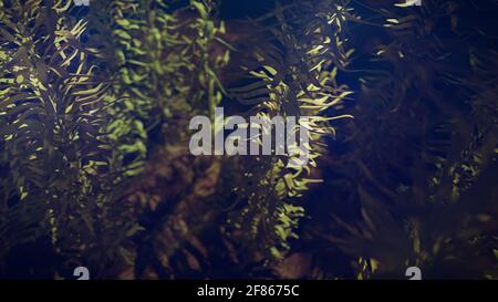 kelp forest, giant brown algae seaweed Stock Photo - Alamy