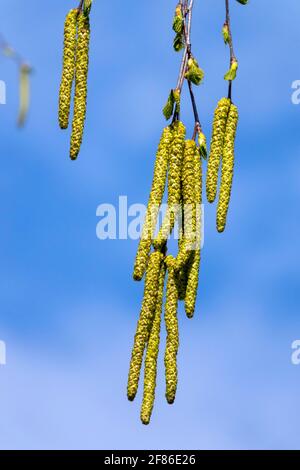 Silver Birch Betula pendula Catkins showing spore dispersal in wind ...