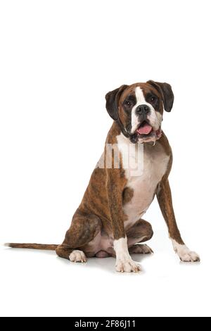 Adult boxer log on white background Stock Photo - Alamy