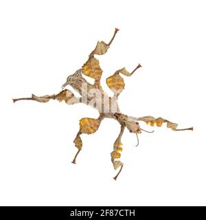 Spiny Leaf Insect aka Extatosoma tiaratum in defense pose. Isolated on ...