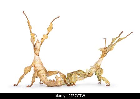 Spiny Leaf Insect aka Extatosoma tiaratum in defense pose. Isolated on ...