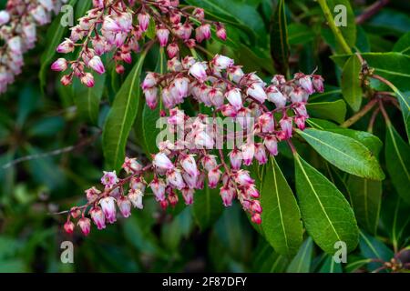 Pieris japonica 'Pink Delight' a spring flowering evergreen shrub plant ...