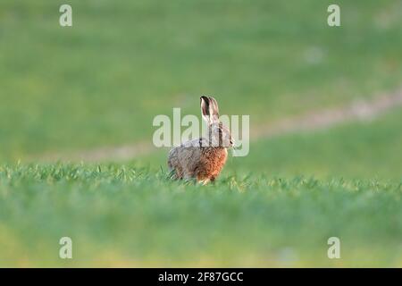 The European hare, also known as the brown hare, is a species of hare ...
