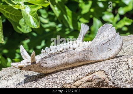 Lower jaw of wild boar (Sus scrofa Stock Photo - Alamy