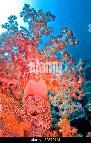Multi-branched trees, Soft Coral, Coral Reef, South Malé Atoll ...