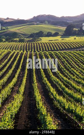 Vineyards and sunset Carneros Region Napa County California Stock Photo ...
