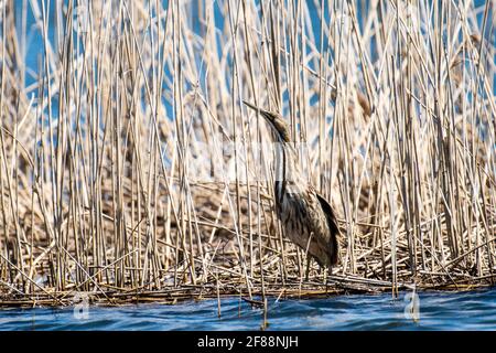American bittern in a concealment pose with neck stretched and bill ...