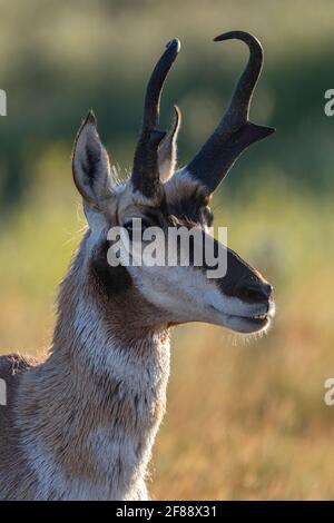 Pronghorn Antelope in prairie Saskatchewan Canada field Stock Photo - Alamy