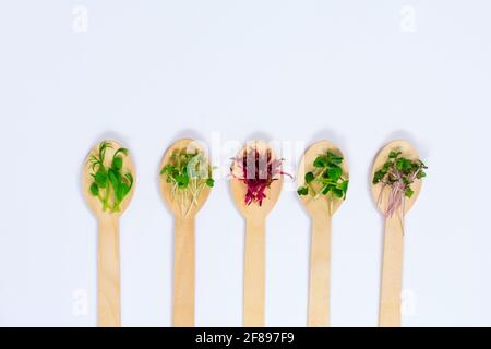 Micro greens of peas, red cabbage, amaranth, mustard, radish in ...