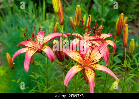 Beautiful dark purple of Oriental Hybrid lily 'Avinger' Stock Photo - Alamy