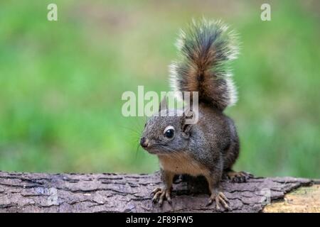 Issaquah, Washington, USA. Douglas Squirrel standing on a wooden deck ...