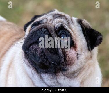 Pug dog with an extreme flat face Stock Photo - Alamy