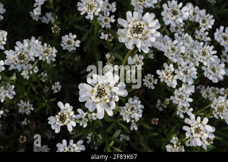 Iberis sempervirens ‘Summer Snowdrift’ perennial candytuft Summer ...