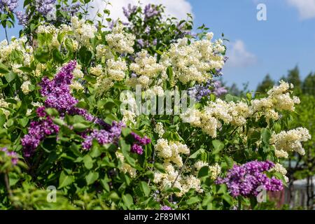 Blooming yellow lilac Primrose Syringa vulgaris Stock Photo - Alamy