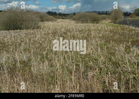Pool full of bulrushes at Ubley Warren, Mendips, Somerset. Former lead ...