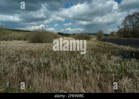 Pool full of bulrushes at Ubley Warren, Mendips, Somerset. Former lead ...