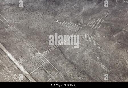 Hummingbird geoglyph black and white colored, Nazca mysterious lines ...