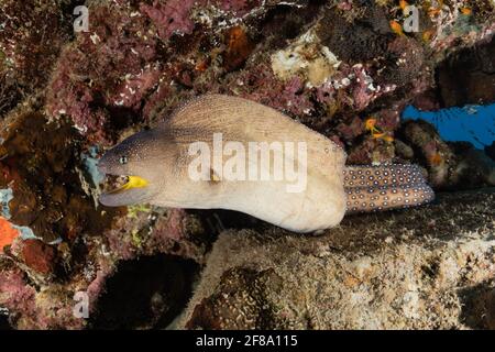 Moray eel Mooray lycodontis undulatus in the Red Sea, Eilat Israel ...