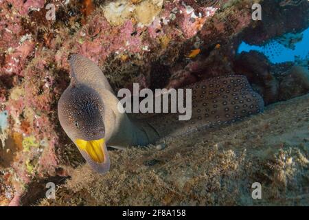 Moray eel Mooray lycodontis undulatus in the Red Sea, Eilat Israel ...