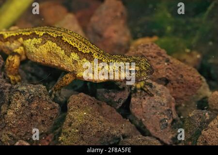 Closeup of an aquatic unusual colorful female Carpathian newt ...
