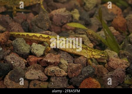 Closeup of an aquatic unusual colorful female Carpathian newt ...