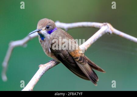 Brown Violetear hummingbird sitting on a branch in a forest near Mindo ...