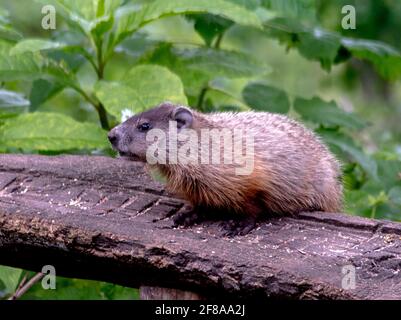 A young woodchuck standing on a log, is alerted by a noise close by in ...